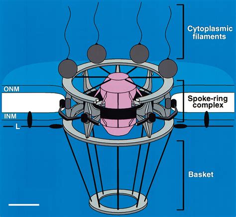 Image result for Nuclear Pore Complex Structure Simple