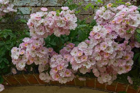 Image result for Lily Collins Video Patsy Slideshow