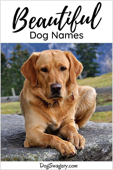 85+ Beautiful Dog Names with Meanings – Find the Perfect Name for Your Pup