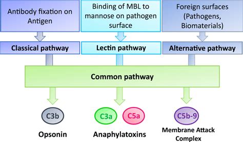 Image result for Most Primitive Form of Complement Activation