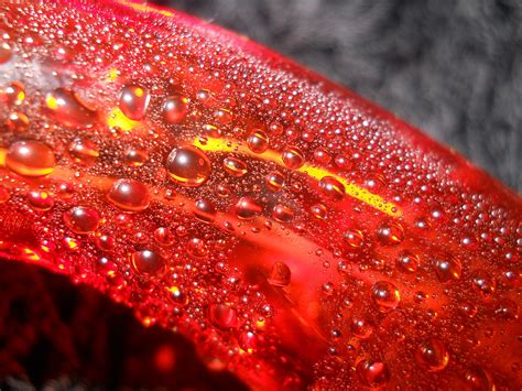 Image result for Glass Drop Magnification