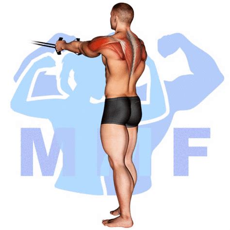 Image result for Back Fly Exercise