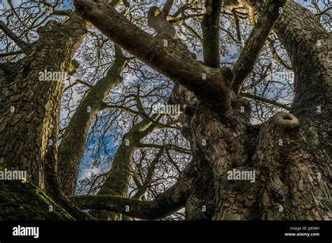 Image result for Multiple Tree Trunks