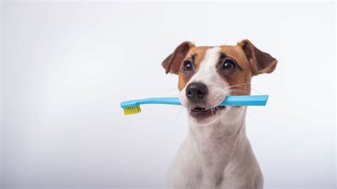 Image result for Regular Toothpaste for Dogs