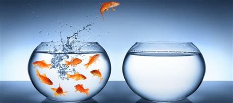 Image result for Springen Over