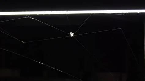 Image result for Time-Lapse Spider Making Web