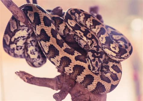 Image result for Coil or Python