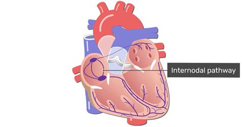 Image result for Cardiac Internodal Pathways