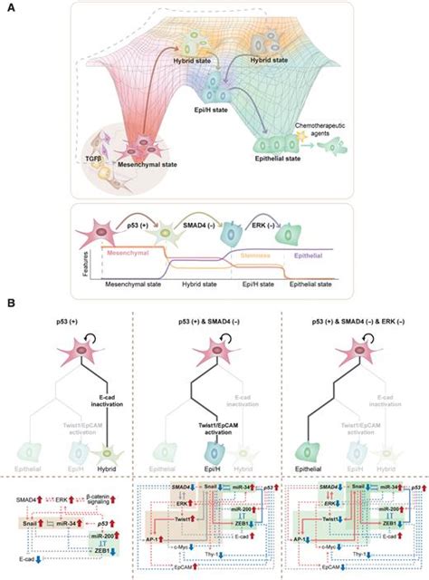 Image result for Cell Fate Reprogramming