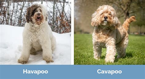 Image result for Cavapoo vs Havapoo