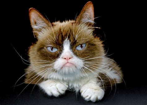 Image result for Grumpy Cat Owner