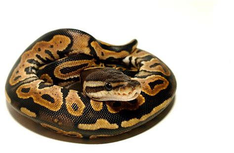 Image result for Coil or Python