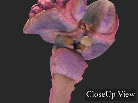 Image result for Brain Dissection