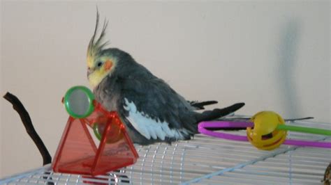 Image result for Cockatiel Behavior