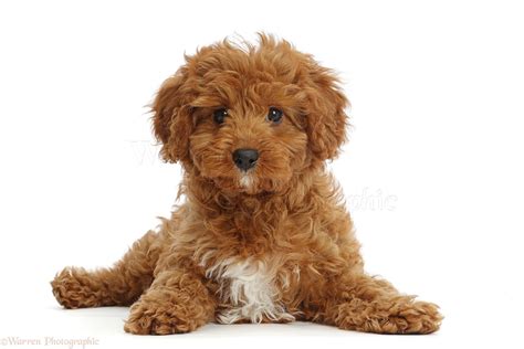 Image result for Red and White Cavapoo