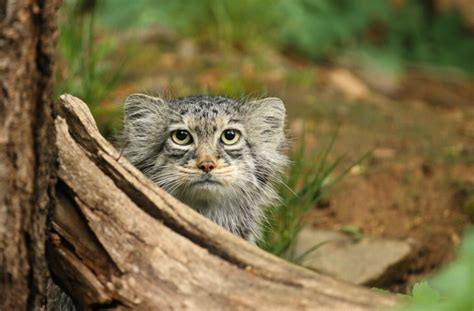 Image result for Animal Tracking Devices