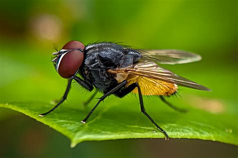 Image result for Fly Front Face