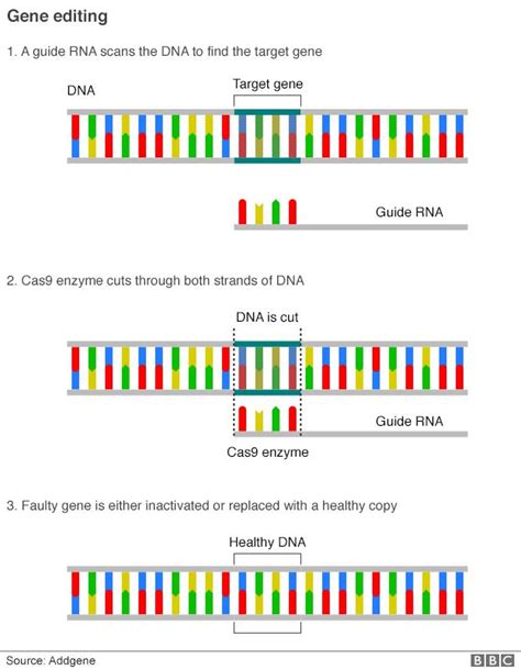 Image result for Gene Editing Direct Reprogramming