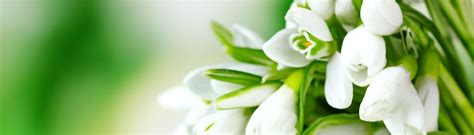 Services - Snowdrop Gardens