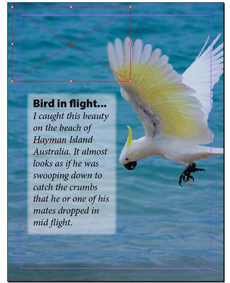 Image result for Set Transparency in InDesign