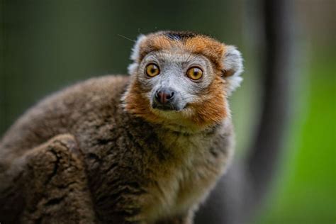 Image result for Chester Zoo Wolves