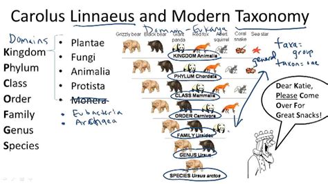 Image result for Linnaean Classification System Interactive Model