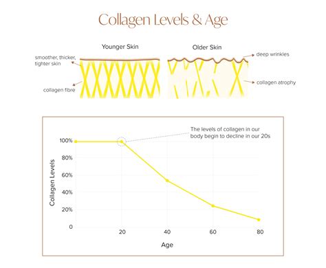 Image result for Collagen Function