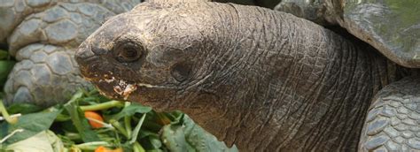 Image result for Large Tortoise