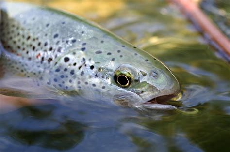 Image result for Spanish Nymph Patterns