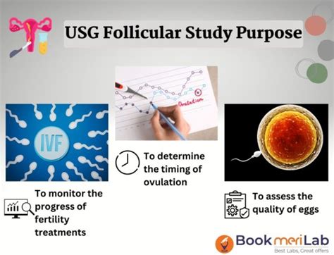 Image result for Follicular Study Scan