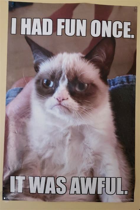 Image result for Grumpy Cat Memes Clean
