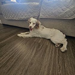 Image result for Adopt Cockapoo Website