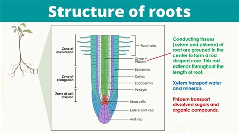 Image result for Root Structure and Function