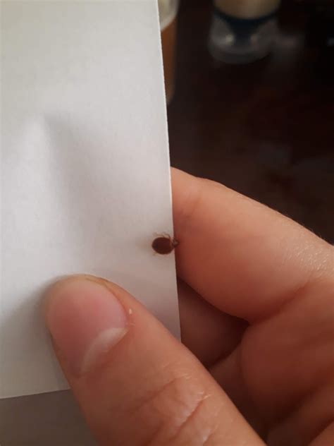 Image result for Bed Bug Identification