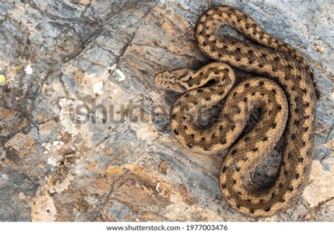 Image result for ASP Snake Fangs