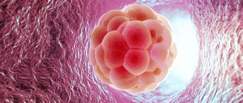 Image result for IVF Process