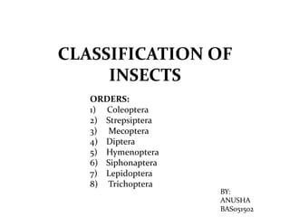Insects Classification