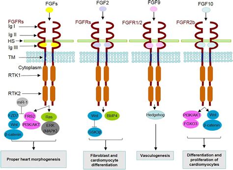 Image result for Bone Formation Signaling Pathway