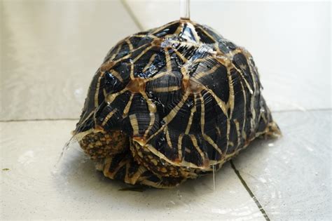 Image result for Tortoise Body Parts