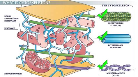 Image result for Cytoskeleton Function