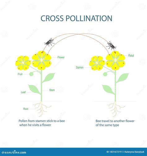 Image result for Types of Cross Pollination