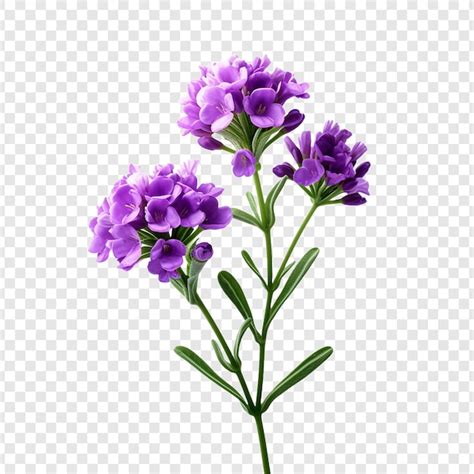 Image result for Status Flower