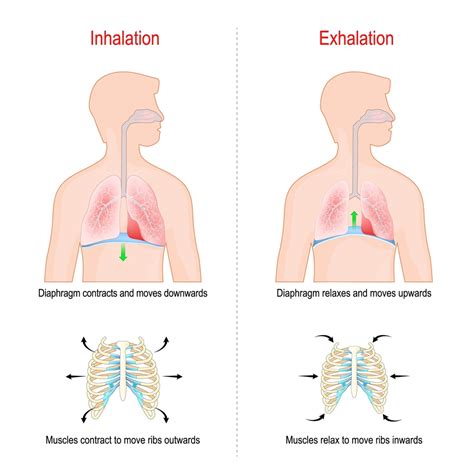 Image result for Inhalation Exercises
