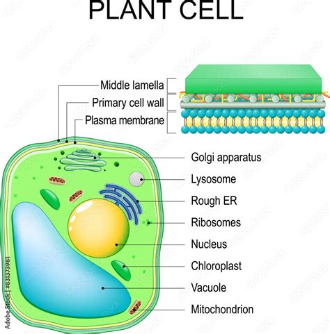 Image result for Plant Cell Structure and Function