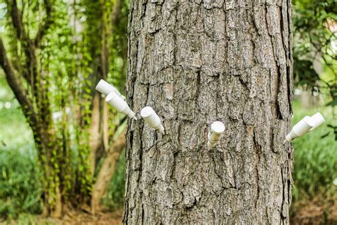 Image result for Injecting Trees with Insecticide