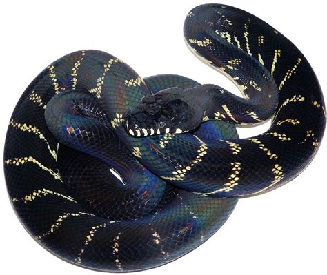 Image result for Bolen Python