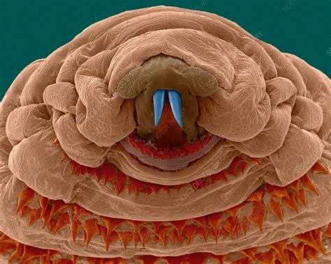 Image result for Bot Fly Larvae Removal