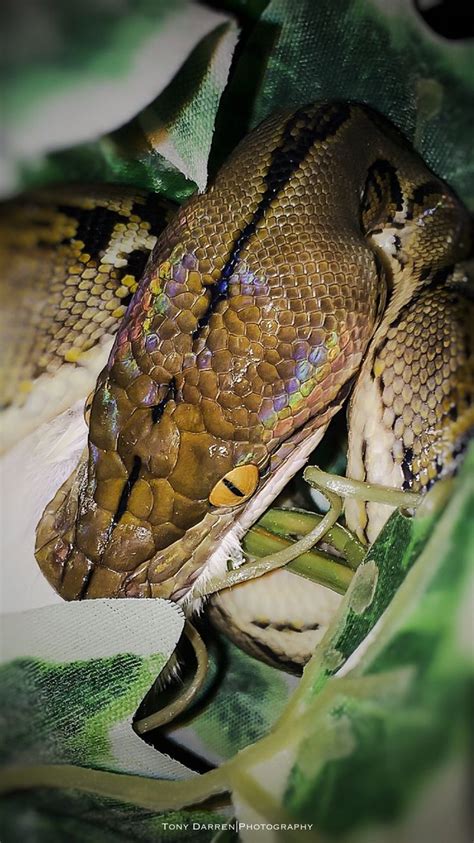 Image result for Calico Reticulated Python