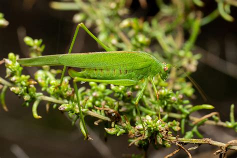 Image result for Cricket Insect Types