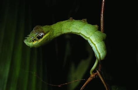 Image result for Alien Caterpillar Creepy Spider